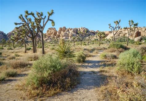 The Best Times To Visit Joshua Tree National Park