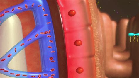 The Human Digestive System Assimilation And Egestion Clickview