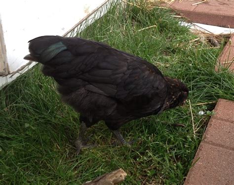 Olive Egger 10 Wks Poulet Or Cockerel Backyard Chickens Learn How To Raise Chickens