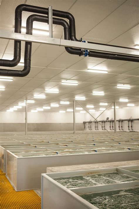 Piping Systems Installation For Lobster Processing Facility