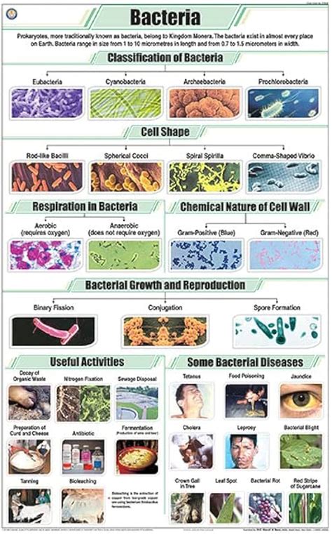 Bacteria Kingdom Chart