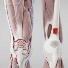 Articularis Genu A A Branch Of Skeletal Muscle Smb Originating From