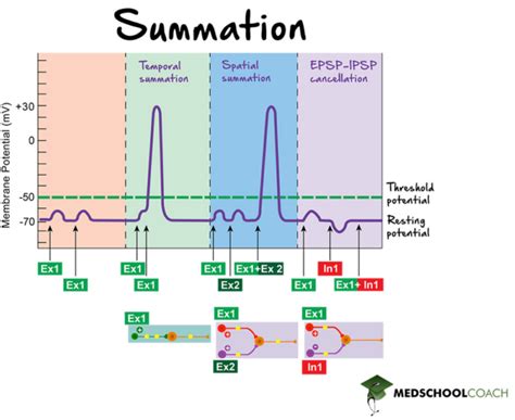 Action Potentials Refractory Period And Summation Mcat Biology