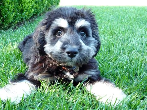 Phantom Cockapoo Puppy Rufus