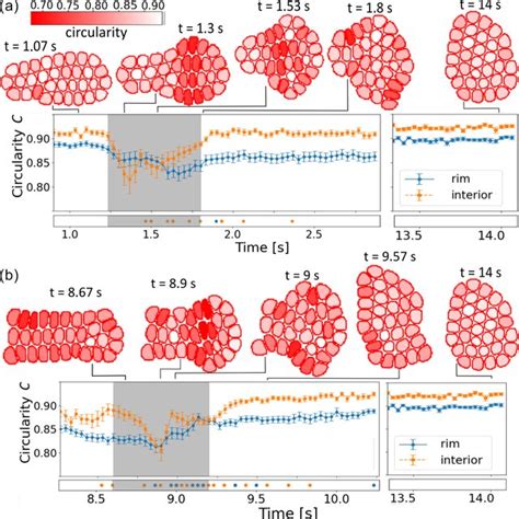 A Circularity Of The Droplets C ≡ 4π A P 2 Where P Is The Perimeter Download Scientific