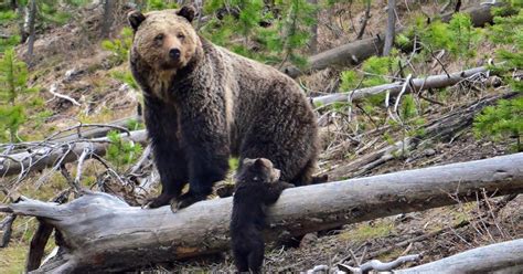 Lizzy Pennock Participation In Fwp Carnivore Mgmt Is Sham