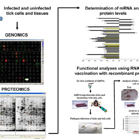 Pdf Overview Ticks As Vectors Of Pathogens That Cause Disease In