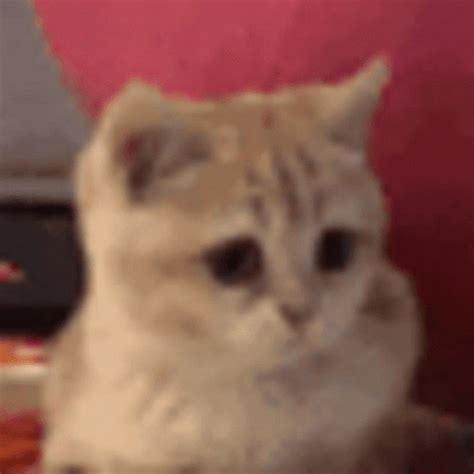 Cat Bobbing Head Nodding Yes Funny Meme 