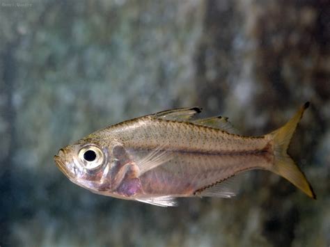 Ambassis Marine Life Identification