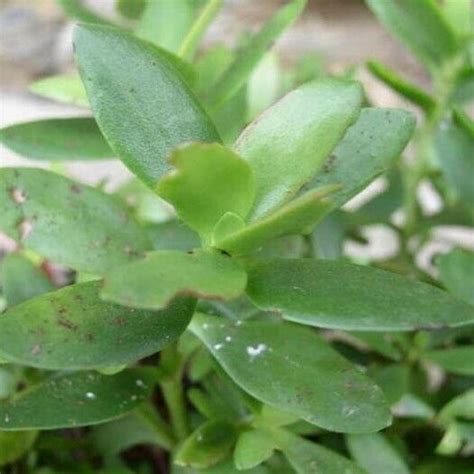 Crassula Cultrata Plant Care And How To Grow Water