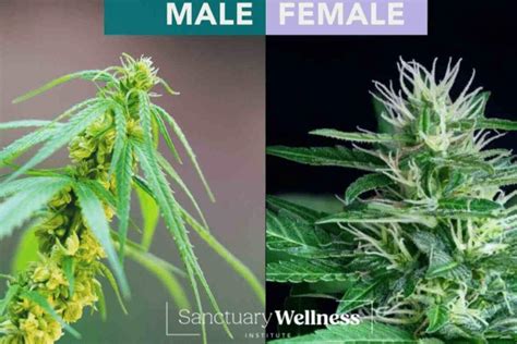 Male Weed Plant