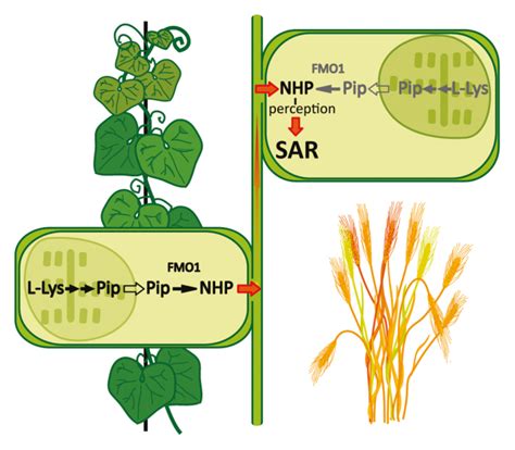 N Hydroxypipecolic Acid A General And Conserved Activator Of Systemic