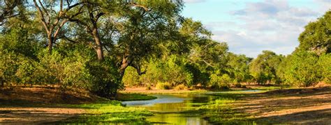 Mana Pools Guest Galleries Natures Photos