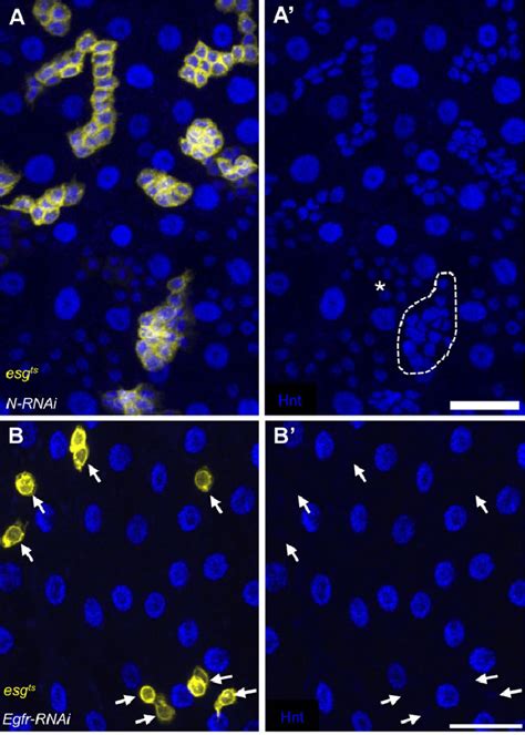 Hnt Isc Eb Expression Is Independent Of Notch Signaling But Is Download Scientific Diagram