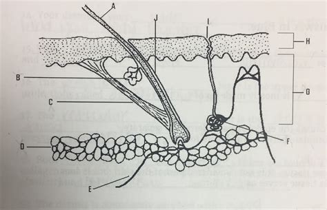 Basic Structure Of Skin Diagram My Xxx Hot Girl