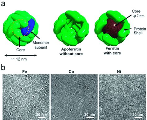 A Schematic Illustration Of The Structures Of Cage Shaped Apoferritin
