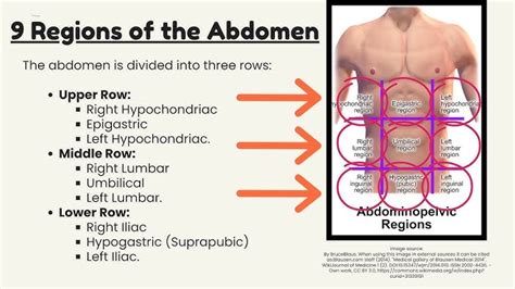 Anatomical Quadrants And Regions Nine Abdominal Regions And Four