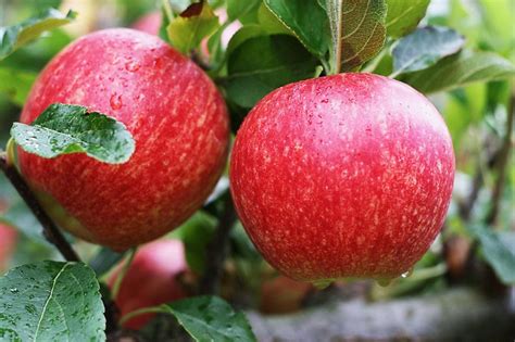 Soiuri De Mere Romanesti Noi Si Vechi Agricultura