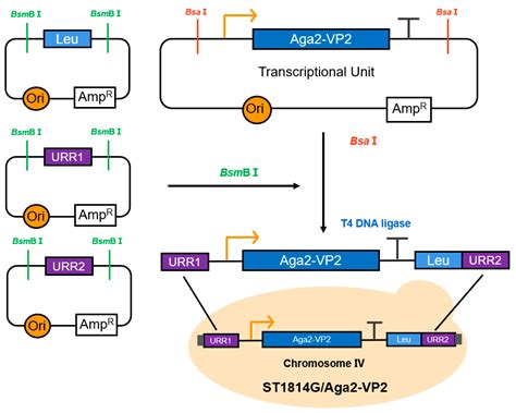 Saccharomyces Cerevisiae Igg