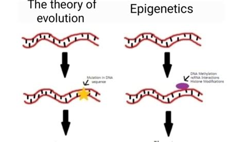 First Random Mutations” Now Natural Selection” Seems To Be Designed