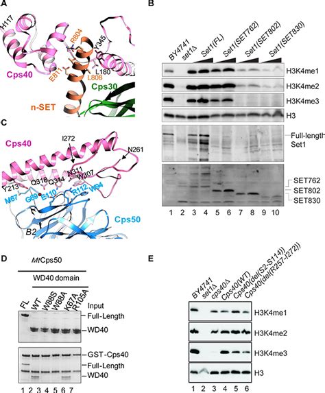 Structure And Conformational Dynamics Of A Compass Histone H3k4