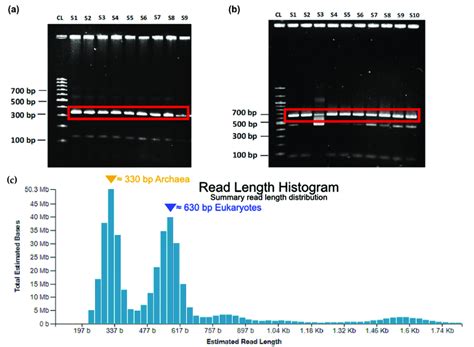 Respective Band Of Interest For Archaea And Eukaryotes After Pcr A Download Scientific