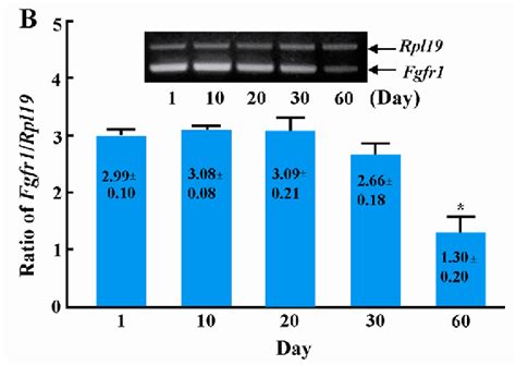 Figure 1 From Role Of Postnatal Expression Of Fgfr1 And Fgfr2 In