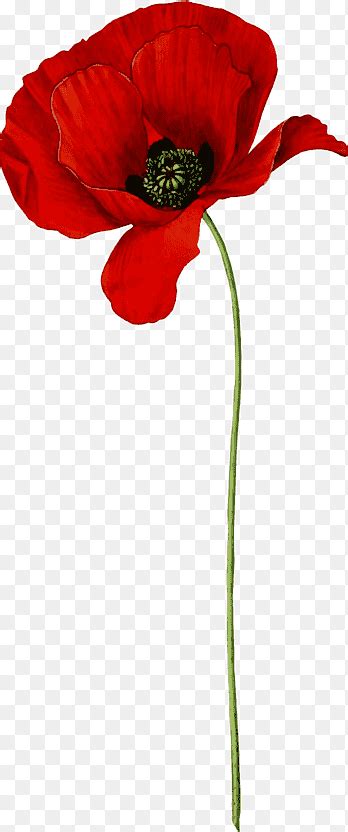 Opium Poppy Png Images Pngegg