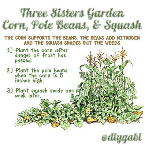 Three Sisters Garden Corn Pole Beans And Squash Diy Gardening