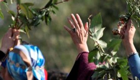 Chile Lawen Mapuche Lawen Significa Remedio” Según La Medicina