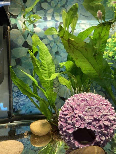 Java Fern Growth Raquariums Java Fern Growth Raquariums