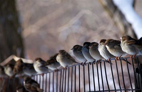 Bird Control Aussie Bark Control