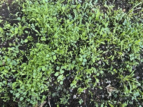 Native Wildflowers Vs Weedy Grass Rgardening