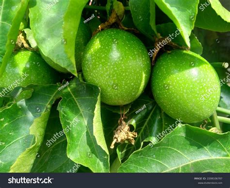6224 Imágenes De Passiflora Edulis Imágenes Fotos Y Vectores De