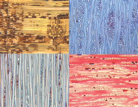 Objects Of Wonder Exotic Wood Smithsonian Institution