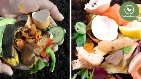 Are Egg Shells Biodegradable 10 Smart Ways To Reuse Them