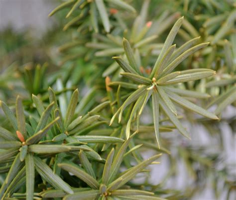 Taxus Cuspidata Purdue Arboretum Explorer