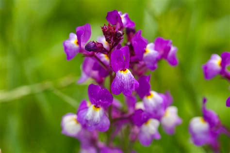 Flowers Potted Colour