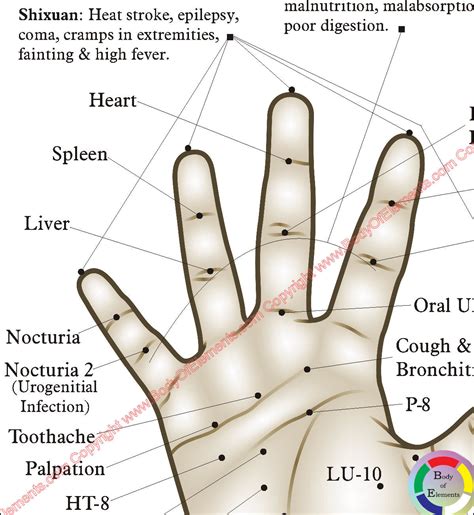 Hand Acupuncture Chart Human Hand Acupuncture Model Left Hand