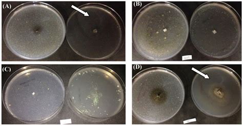 Fungal Screening For Potential Pet Depolymerization Pmc