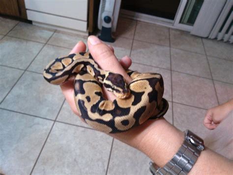 Juvenile Ball Python Wont Eat Arachnoboards