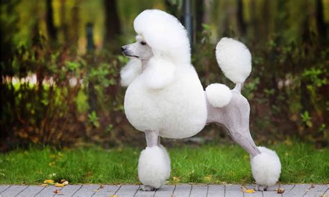 Toy Poodle Vs Miniature Poodle Vs Teacup Poodle A Z Animals