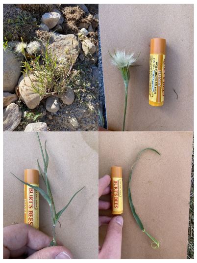 Pws 431 Final Weeds Flashcards