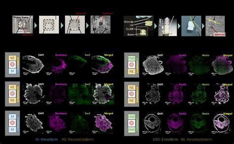 Immunofluorescence Imaging After Cryo And Paraffin Sectioning A Cryo