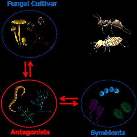 Multilateral Microbe Insect Interactions 1 Insect Symbiont