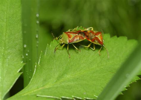 Forest Bugs With Red Wings Mate On A Shrub Leaf Stock Image Image Of