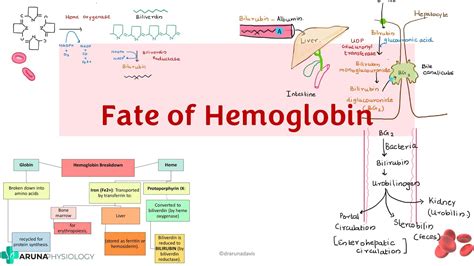 Fate Of Hemoglobin Physiology First Year Mbbs Youtube