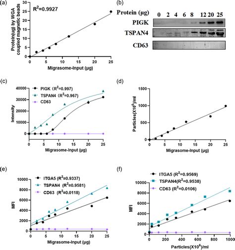 Characterization Of The Accuracy Of Wbfc Assay In Quantifying