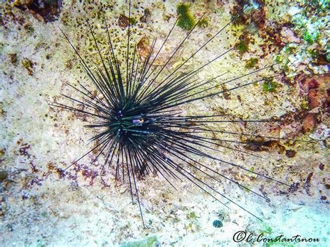 Biodiversity Of Cyprus By Ngo Protection Of The Natural Heritage And