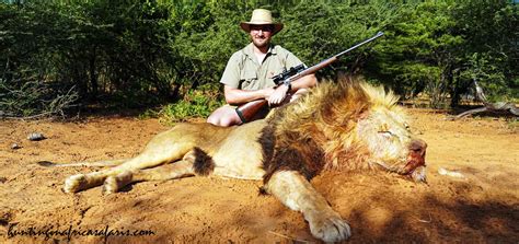 African Lion Hunting Related Male African Lion Hunting Savannah Masai